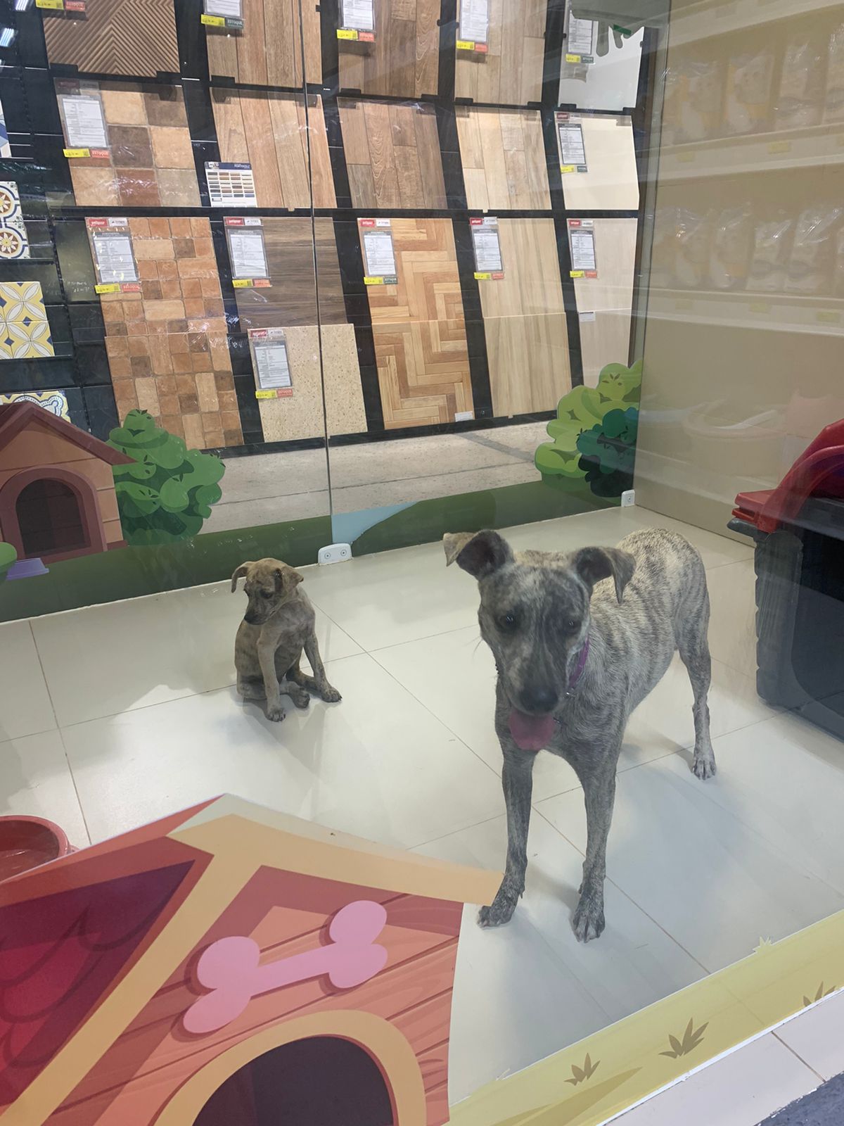 Adotar um pet pode ajudar no controle de doenças crônicas em humanos ...