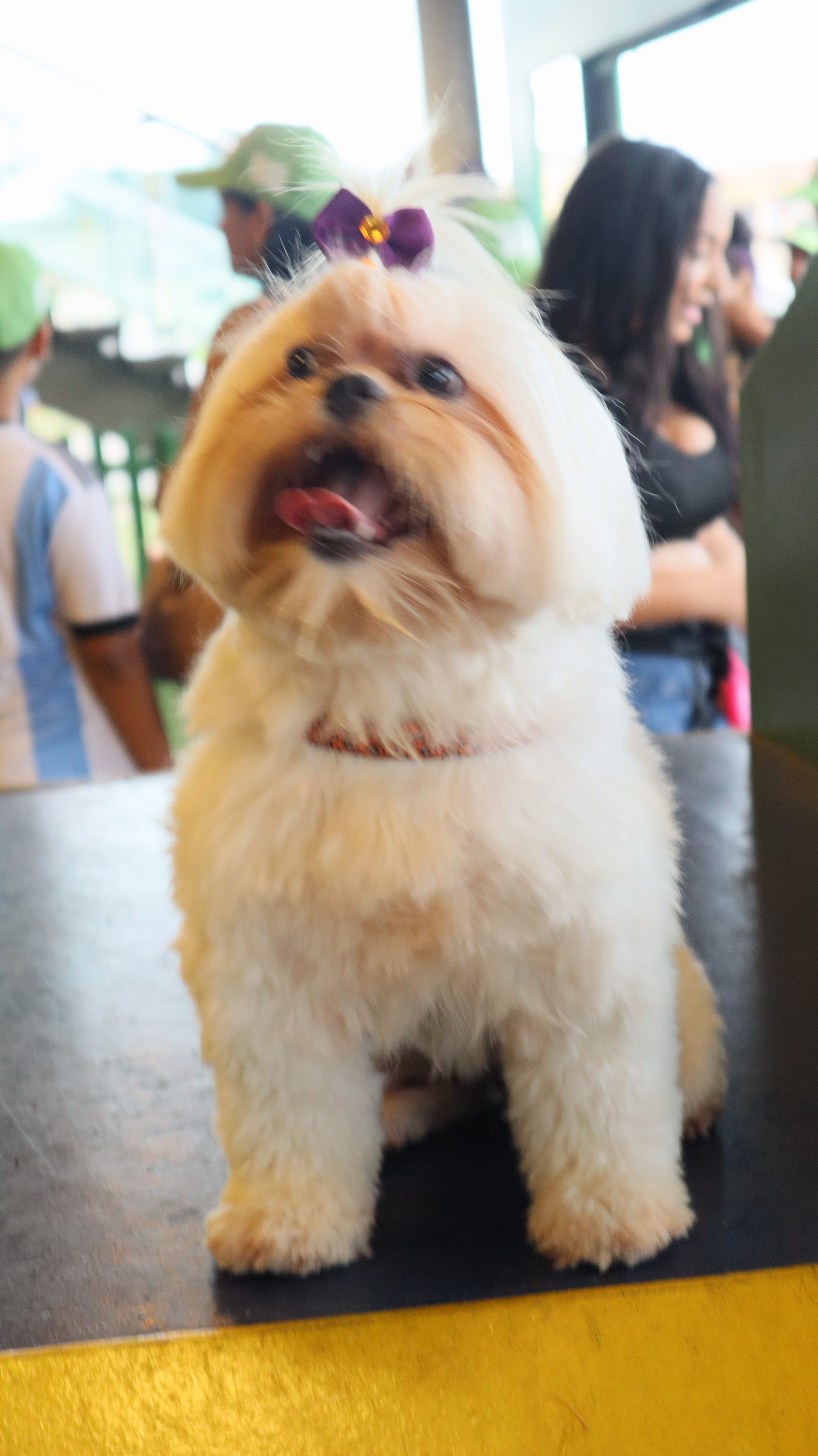 Confira como foi o Encontro de Shih Tzu – Terra Zoo