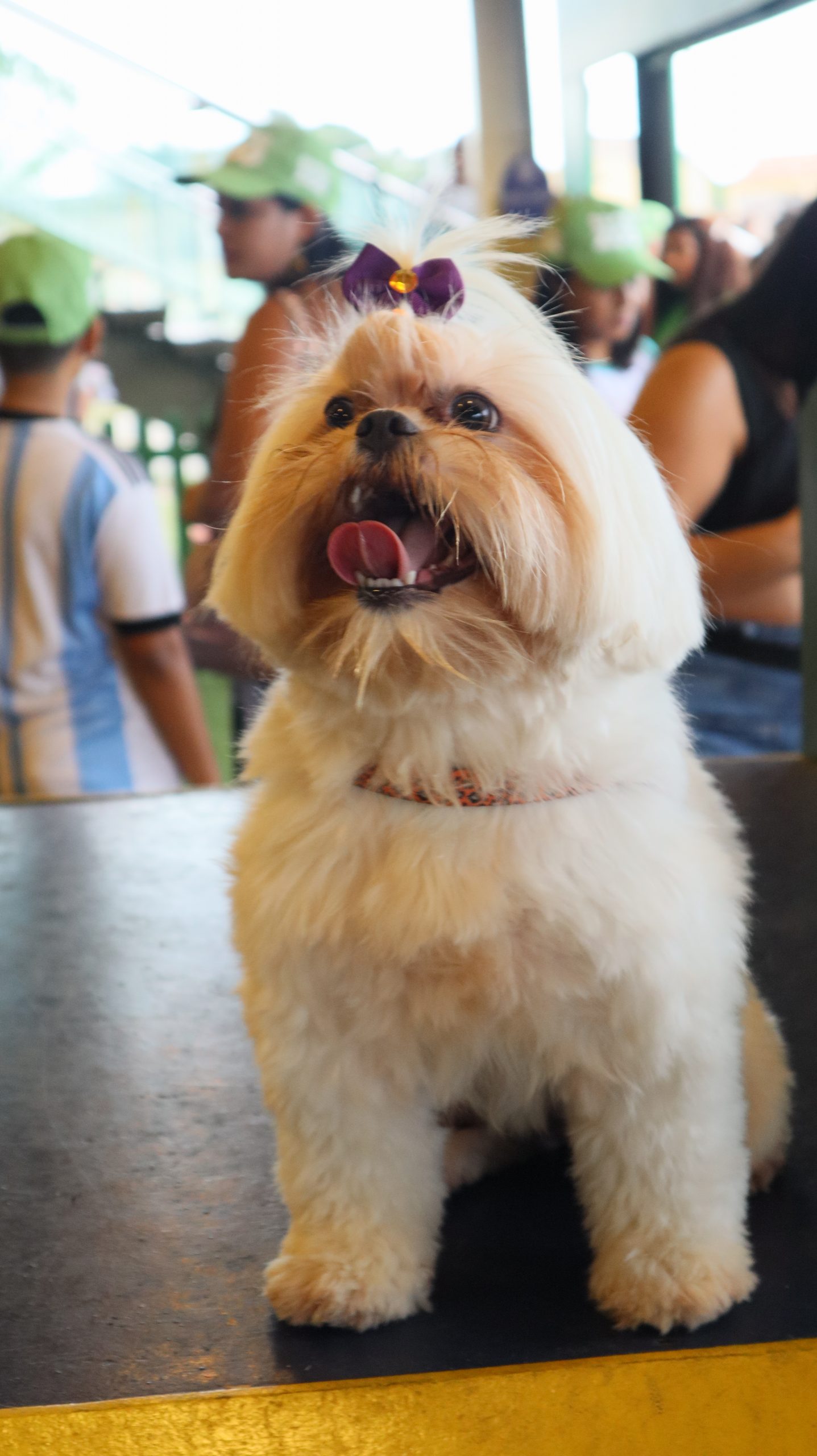 Confira como foi o Encontro de Shih Tzu – Terra Zoo