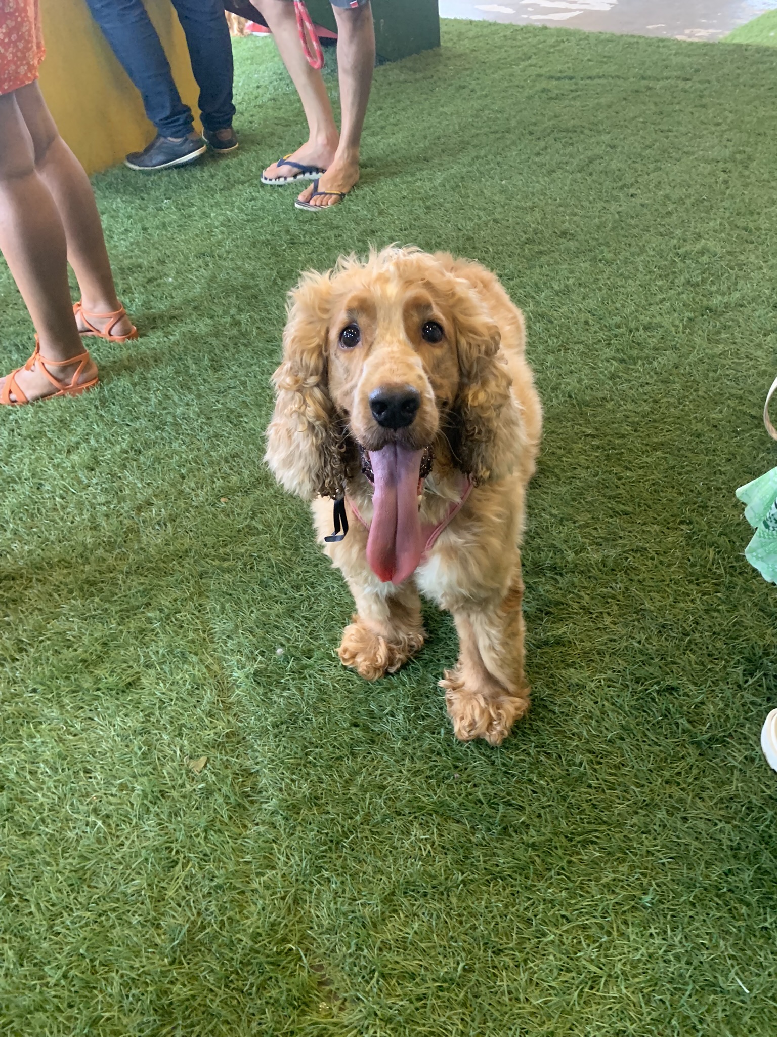 Confira como foi o Encontro de Cockers! – Terra Zoo