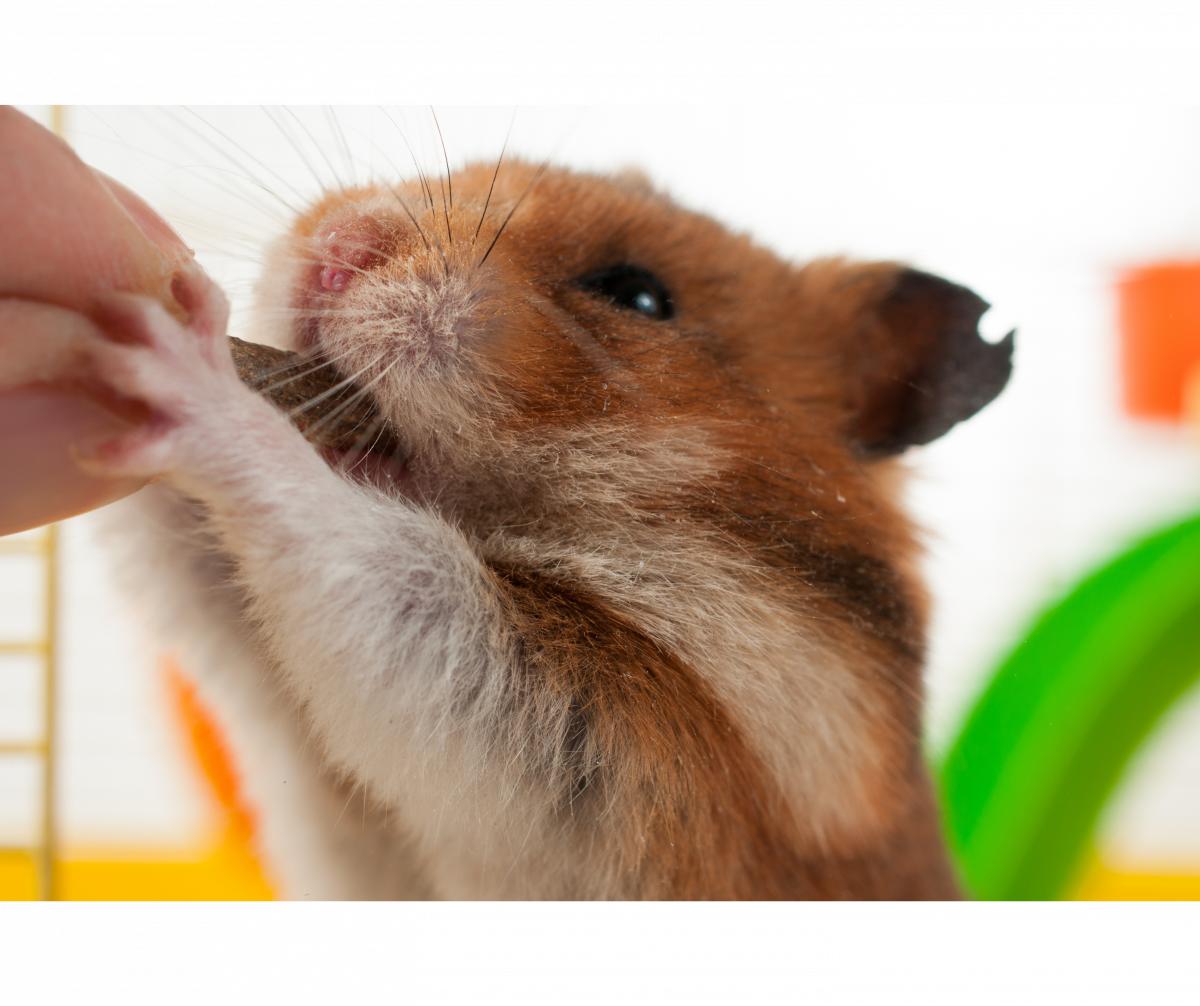 Guia Completo para a Alimentação do seu Hamster – Terra Zoo