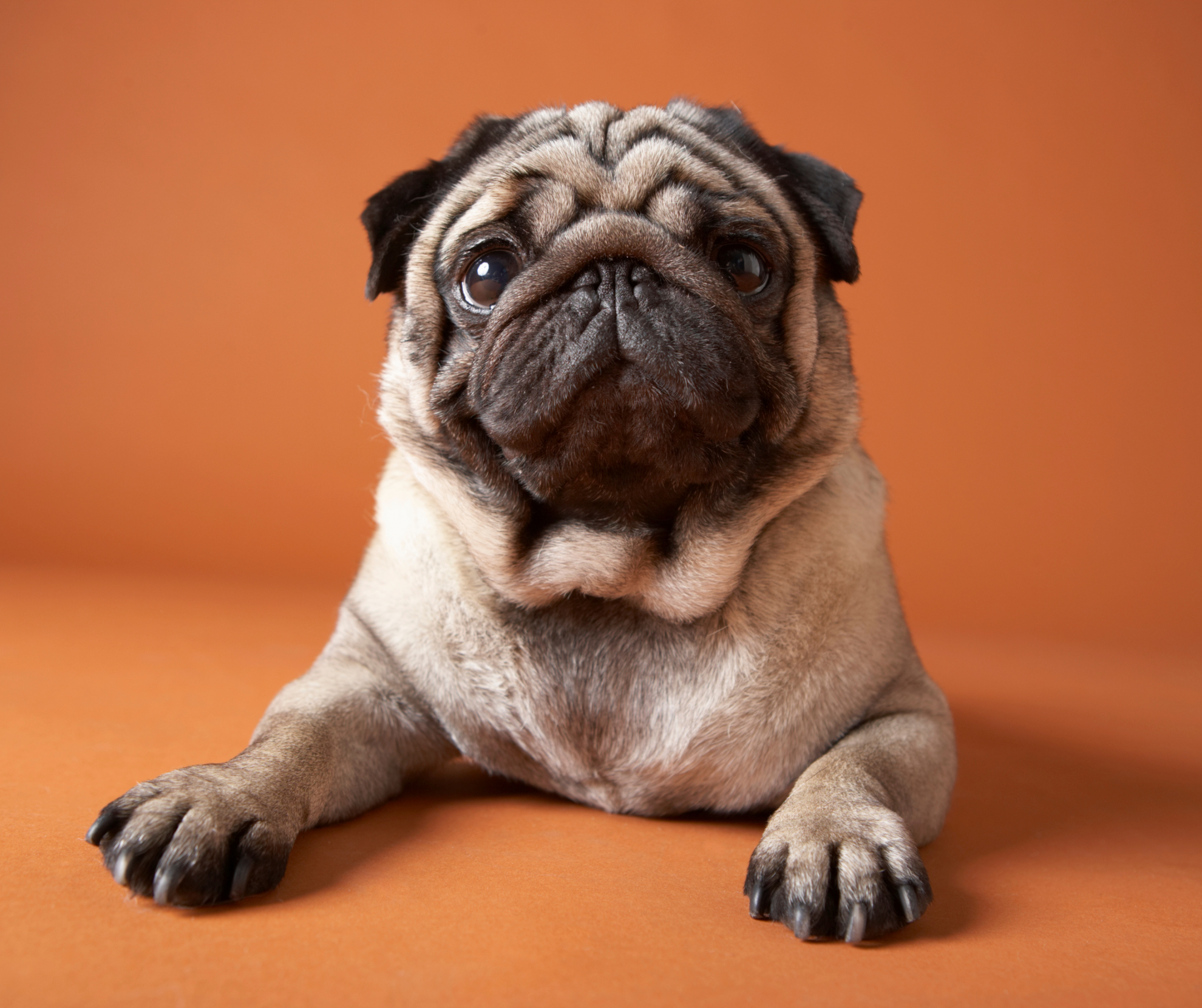 3 Curiosidades Sobre a Raça Pug – Terra Zoo