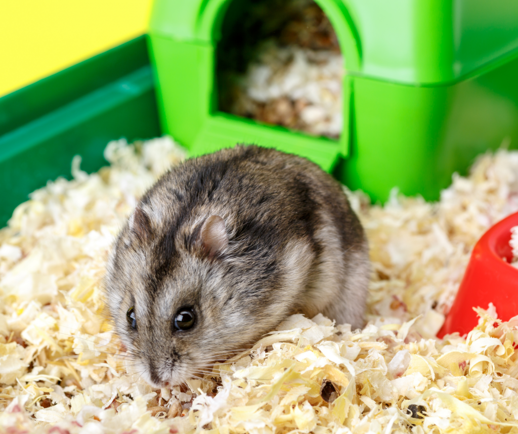 Curiosidades sobre o Hamster Sírio: Comportamento, Exercícios e Habitat ...