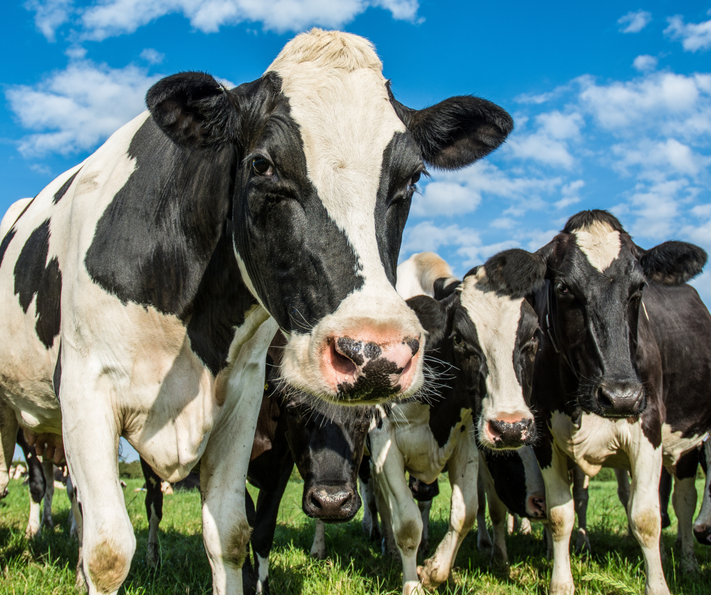 3 Curiosidades sobre Vacas que Você Não Sabia! – Terra Zoo