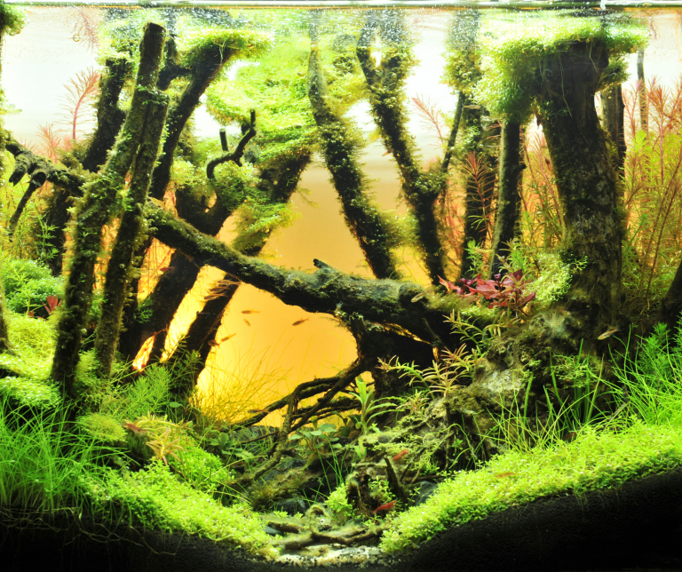 Aquário criando musgo: o que isso significa e como cuidar? – Terra Zoo