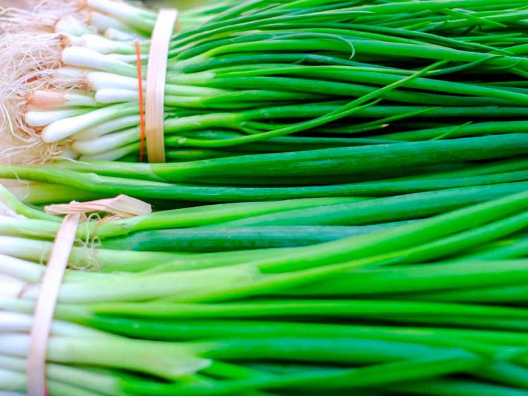 Como cultivar cebolinha: dicas práticas para ter cebolinha fresca em casa – Terra Zoo