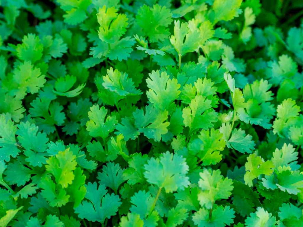 Guia completo de como cultivar coentro em casa – Terra Zoo